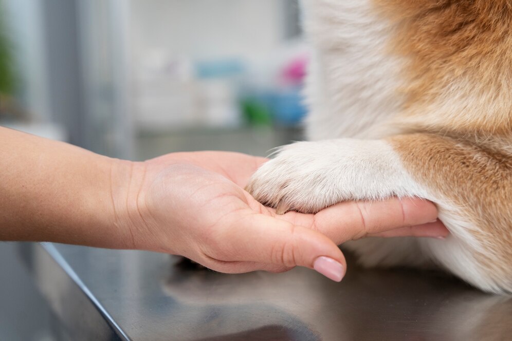 Paw-fectly Pampered: Grooming Tips for Dogs Prone to Paw Pad Irritation ...